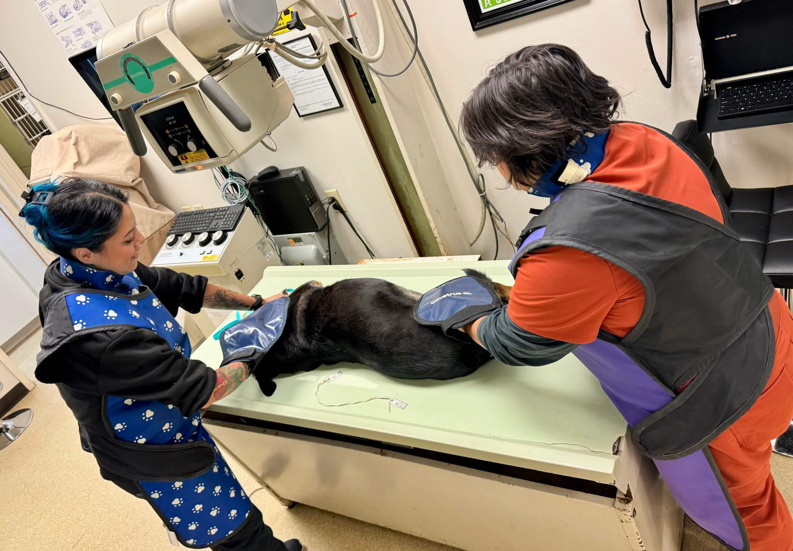 Pet Imaging Services Near Me 78703 West Lynn Veterinary Clinic Pet Imaging Services Near Me 78703 West Lynn Veterinary Clinic